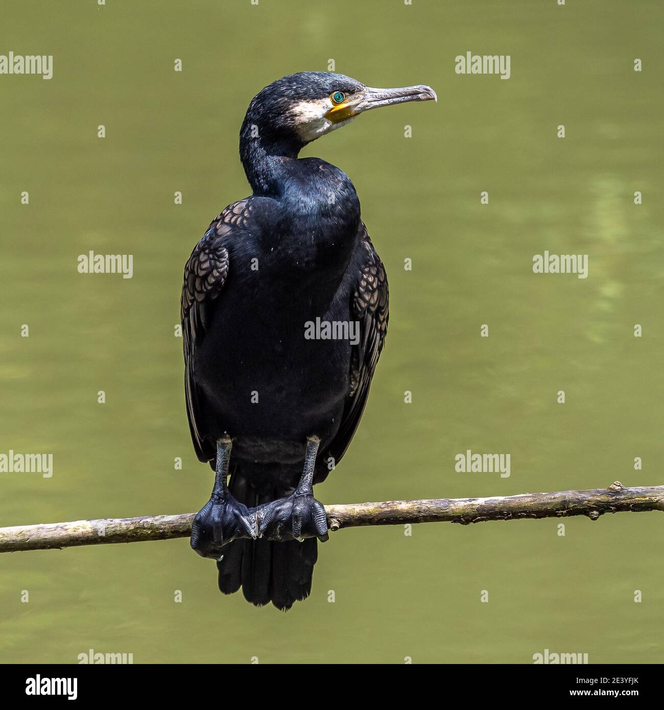 The great cormorant, Phalacrocorax carbo known as the great black ...