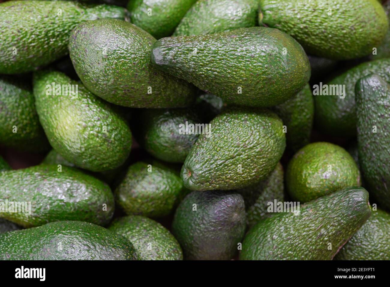fresh avocado on the market. avocados are very nutritious and contain a ...