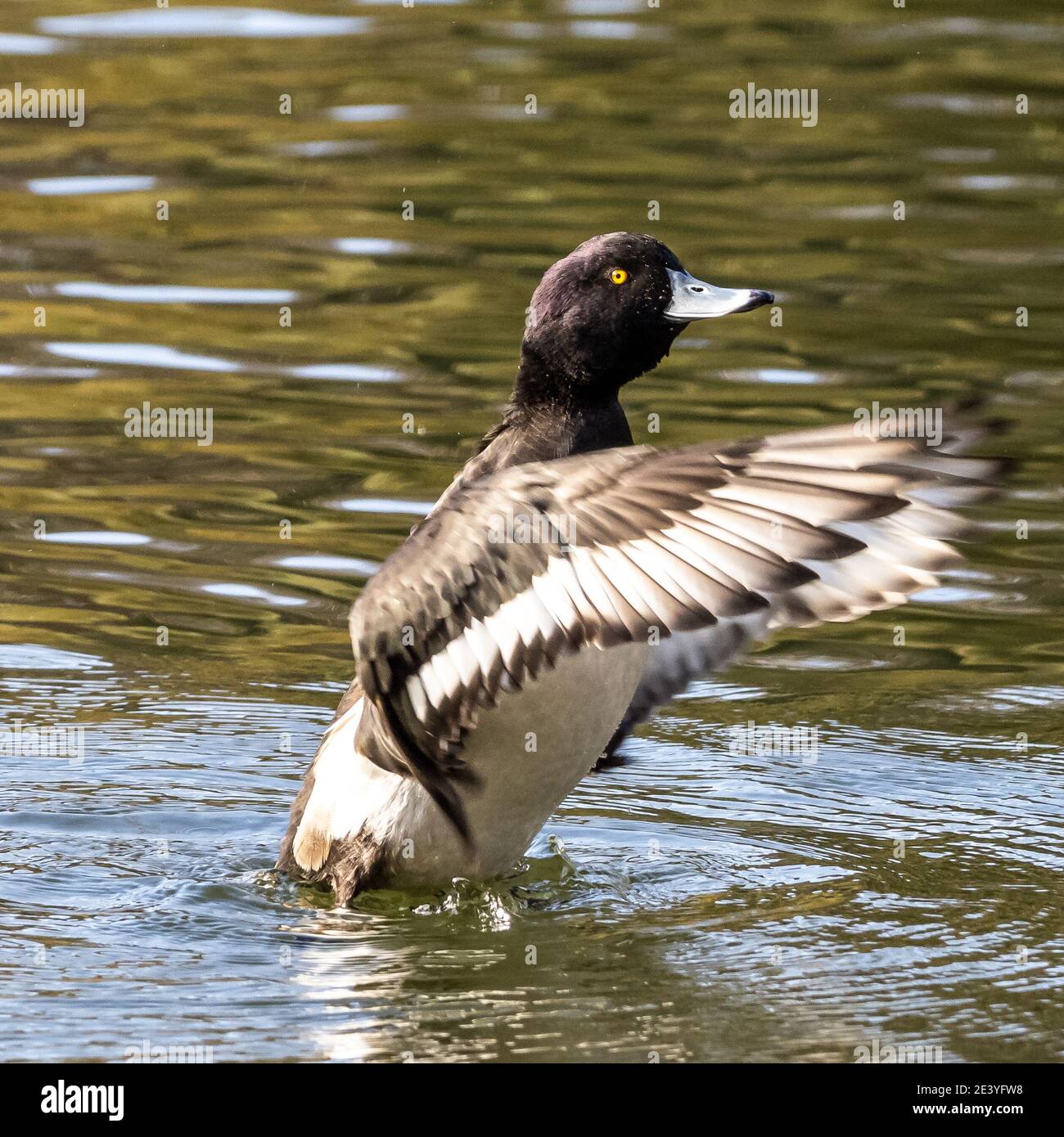 Lonely wild duck at the Kleinhesseloher Lake in English Garden in ...