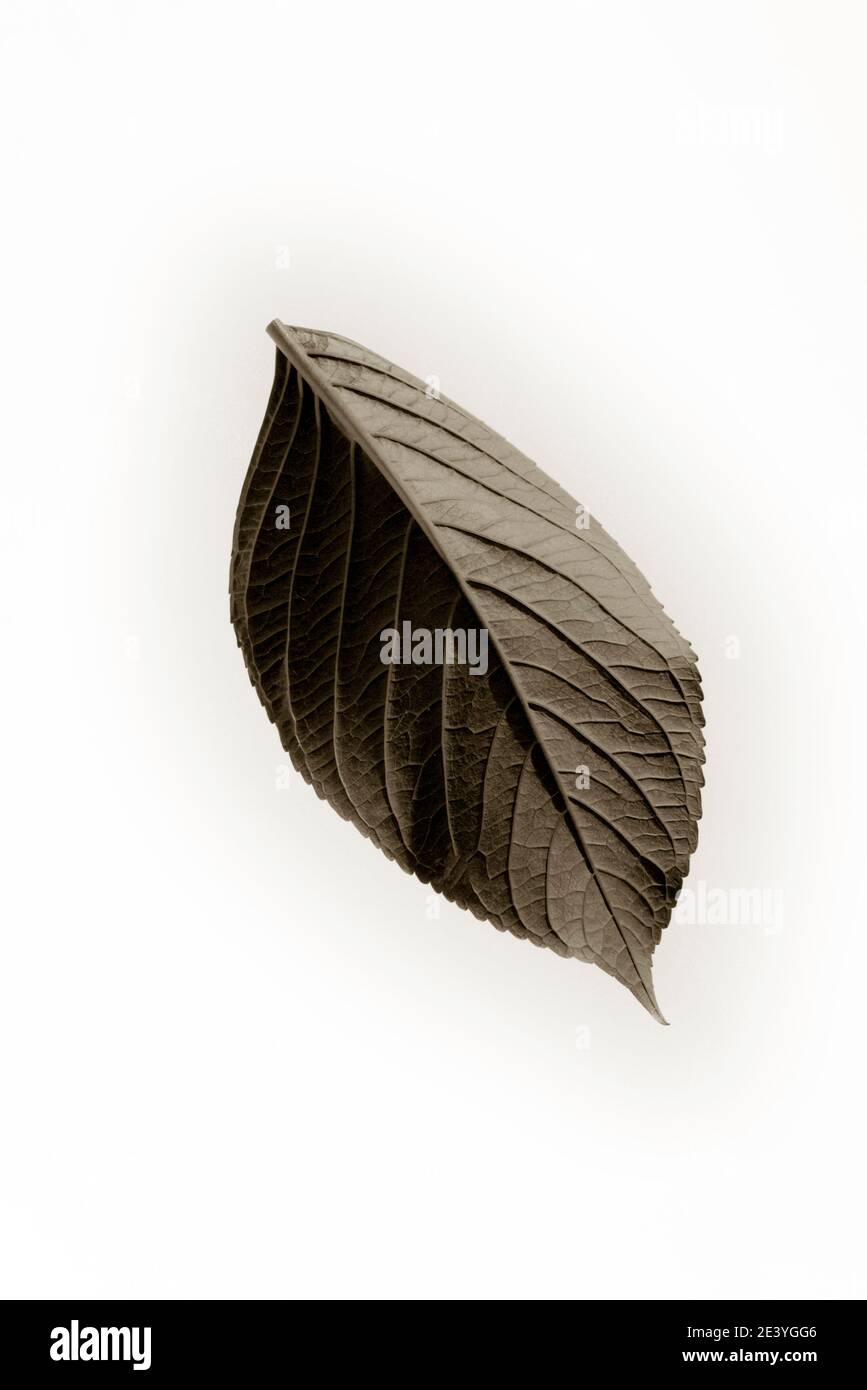 single leaf in colour Stock Photo - Alamy
