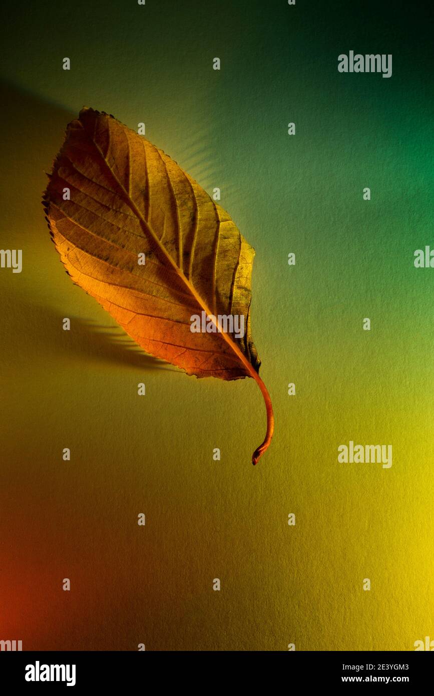 single leaf in colour Stock Photo - Alamy