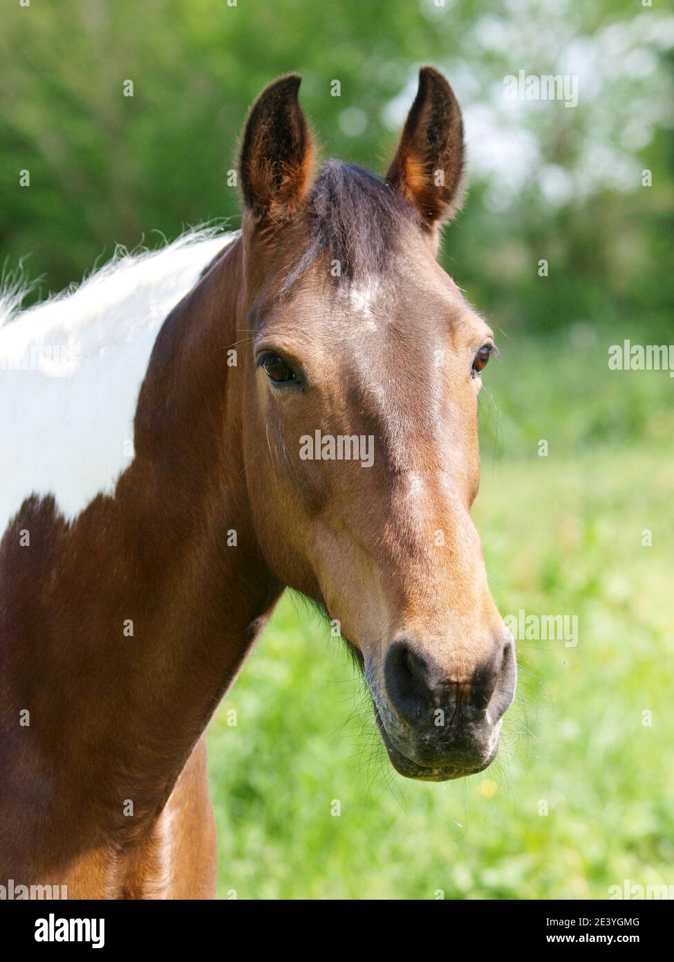 Skewbald horse hi-res stock photography and images - Alamy