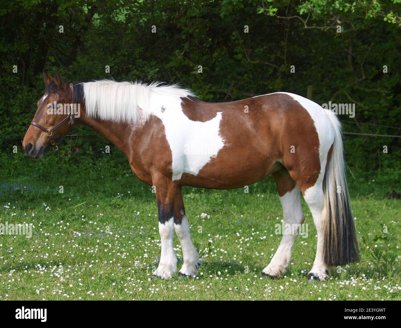 Skewbald Horses
