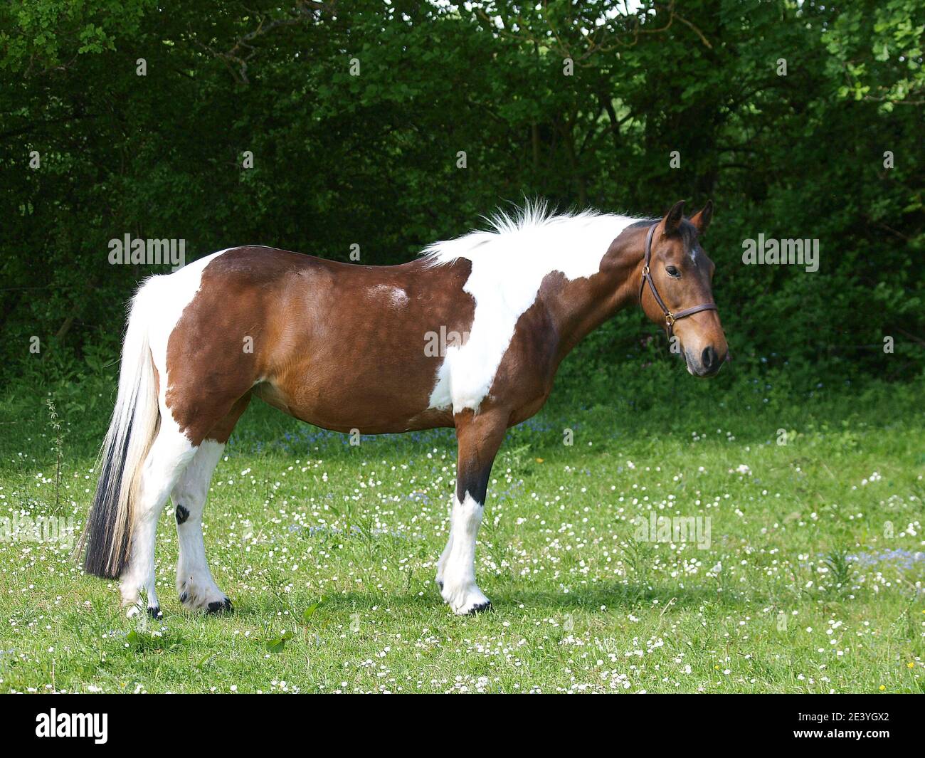 Skewbald horse hi-res stock photography and images - Alamy