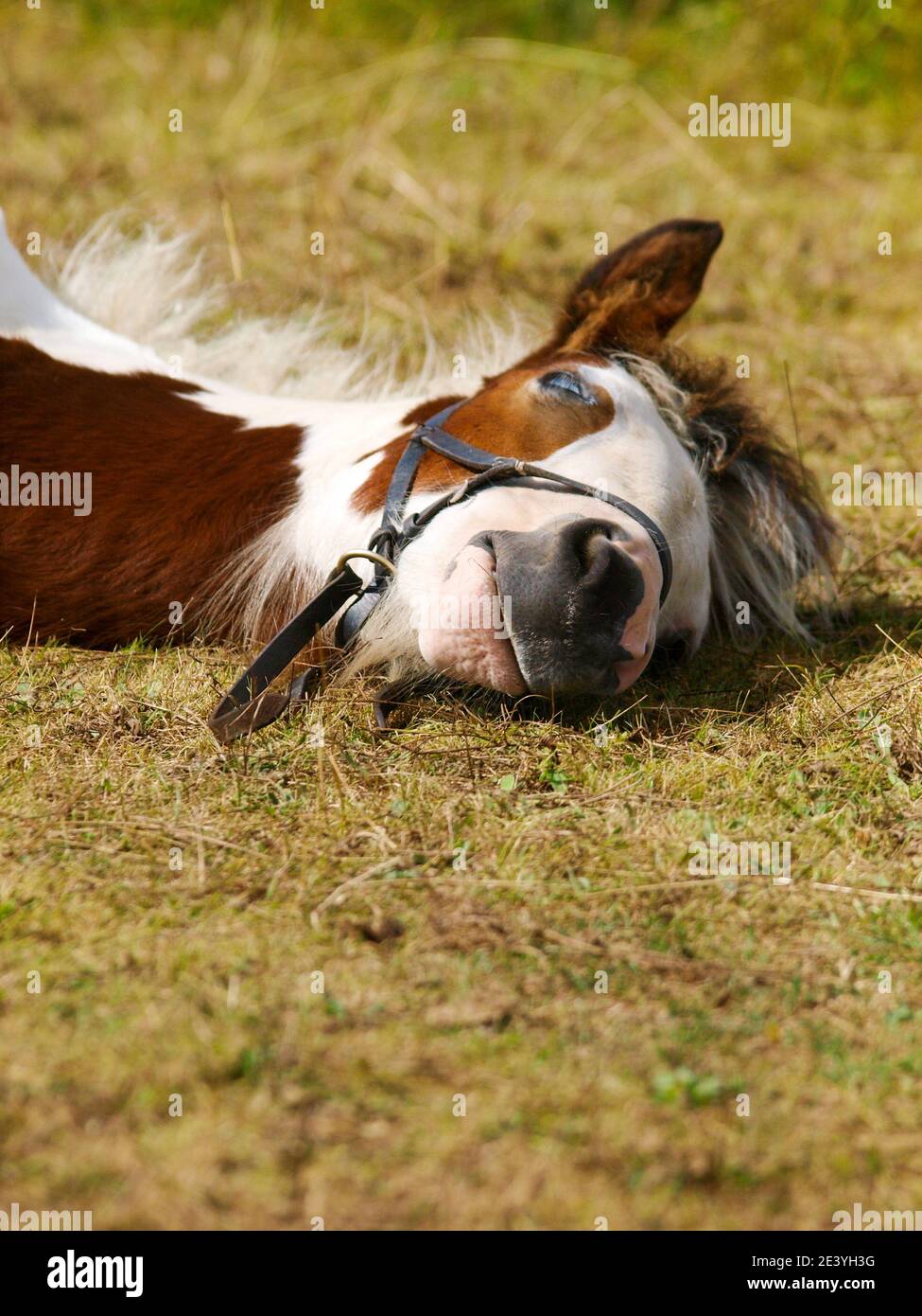 Skewbald gypsy cob pony hi-res stock photography and images - Alamy