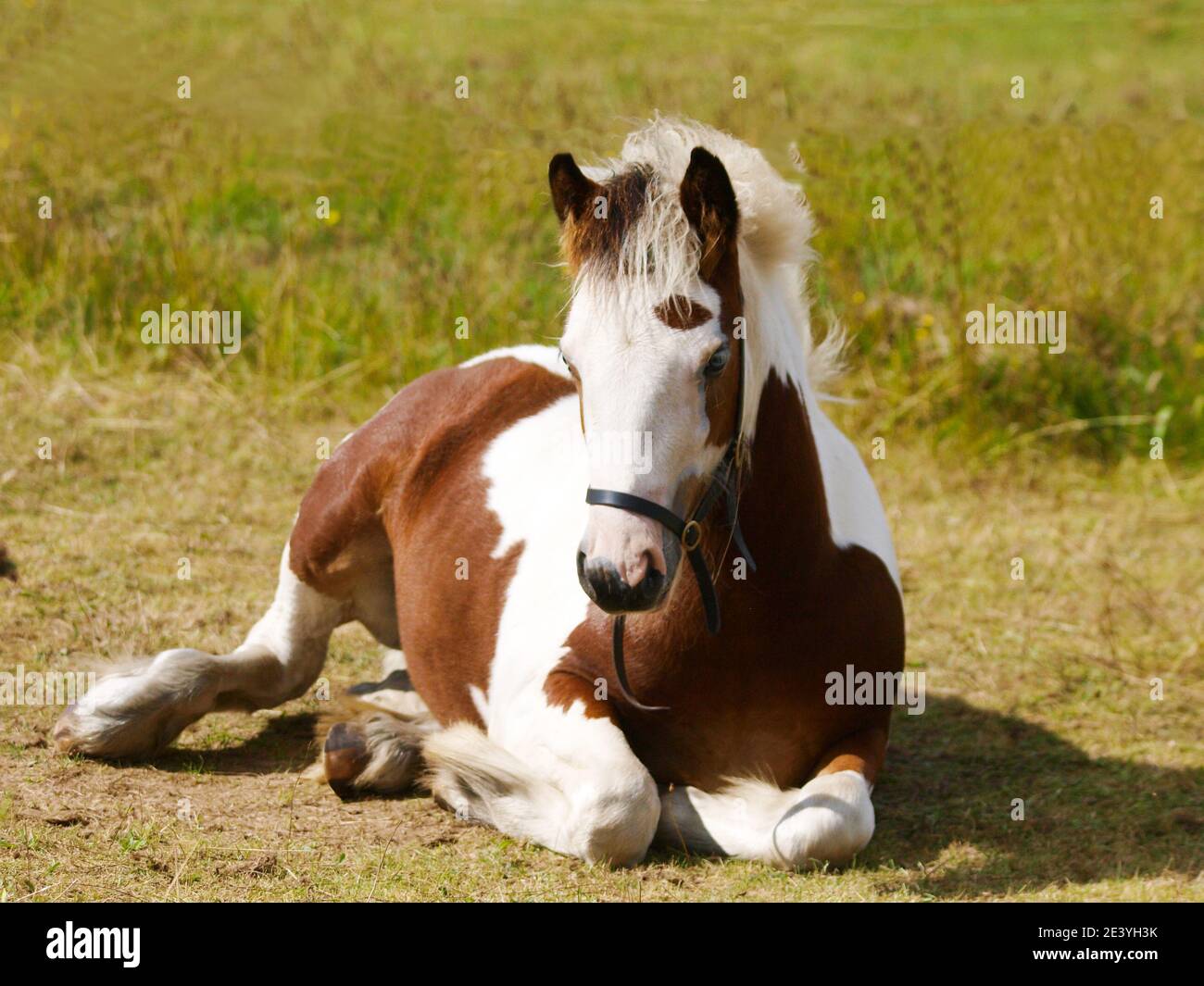 Skewbald gypsy cob pony hi-res stock photography and images - Alamy