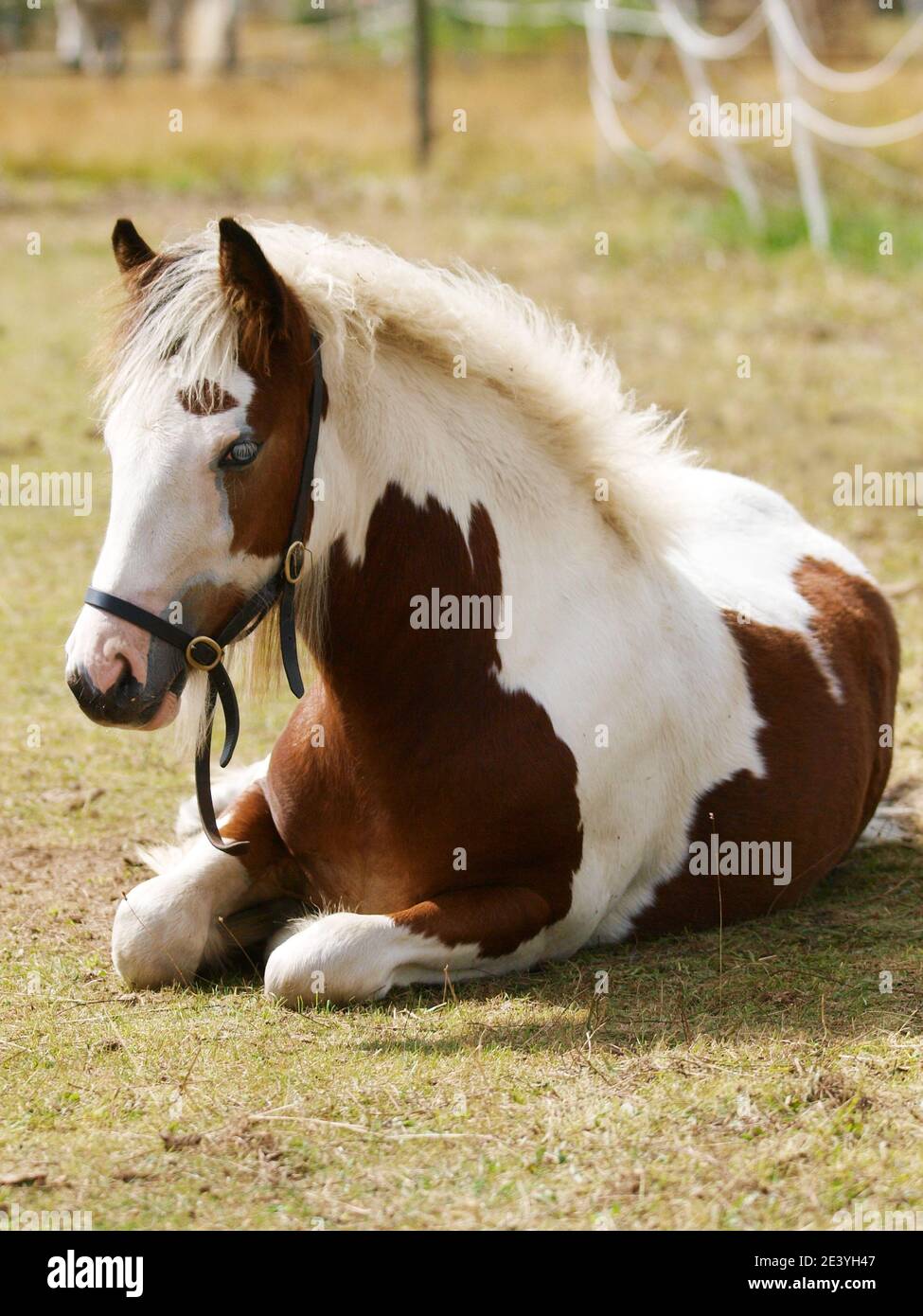 Skewbald gypsy cob pony hi-res stock photography and images - Alamy