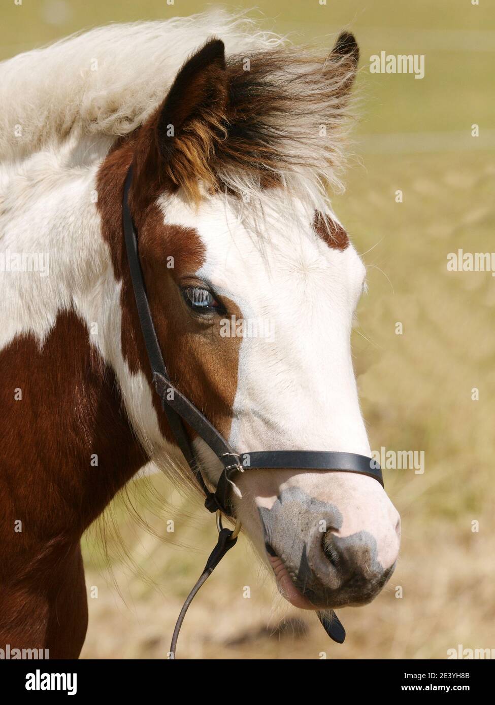 Skewbald gypsy cob pony hi-res stock photography and images - Alamy