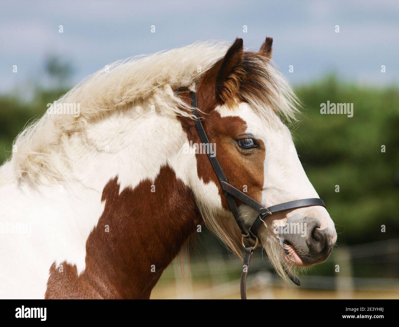 Skewbald gypsy cob pony hi-res stock photography and images - Alamy