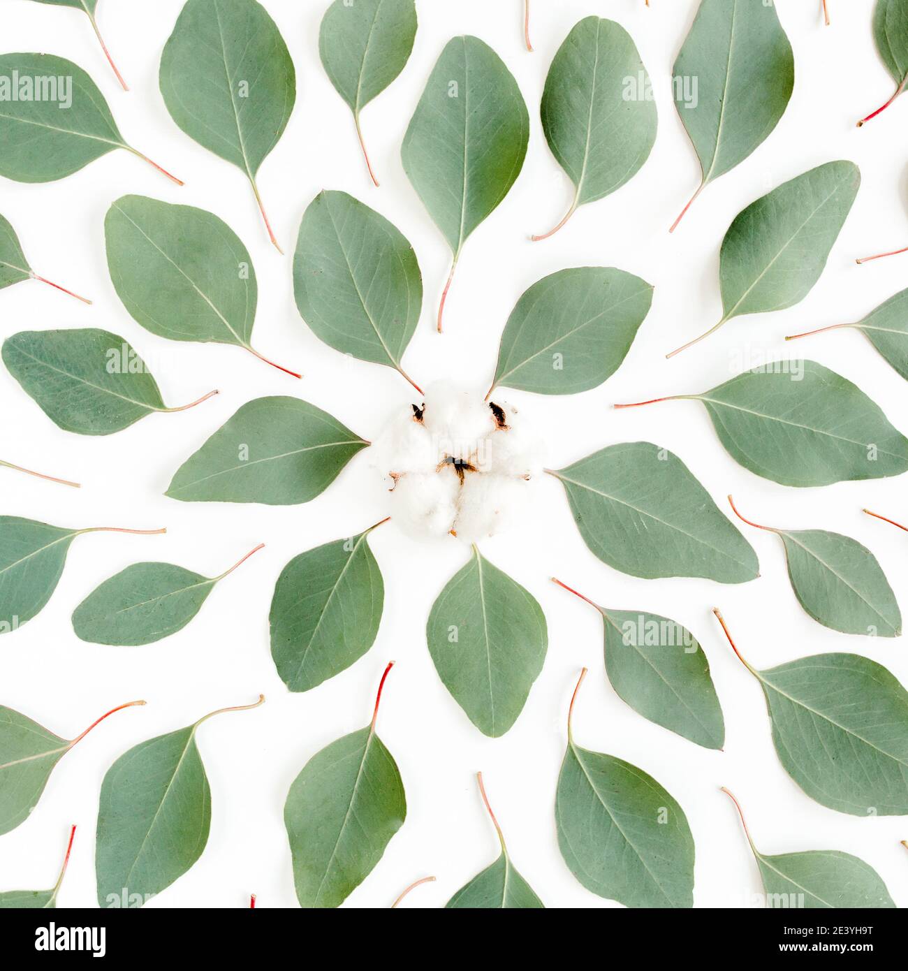 Abstract pattern, texture with green leaves eucalyptus populus isolated ...