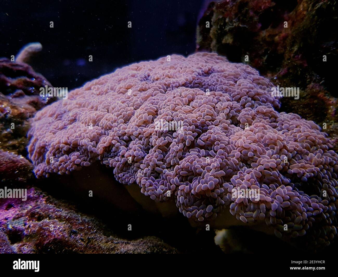 Euphyllia cristata - Branched grape LPS coral Stock Photo - Alamy