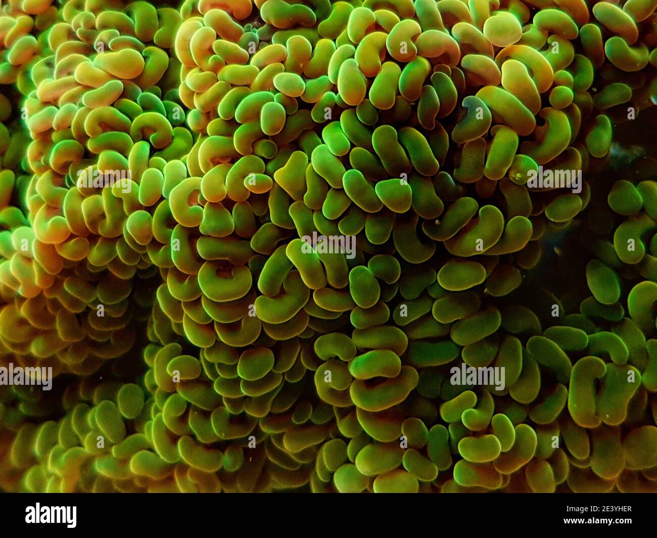 Euphyllia cristata - Branched grape LPS coral Stock Photo - Alamy