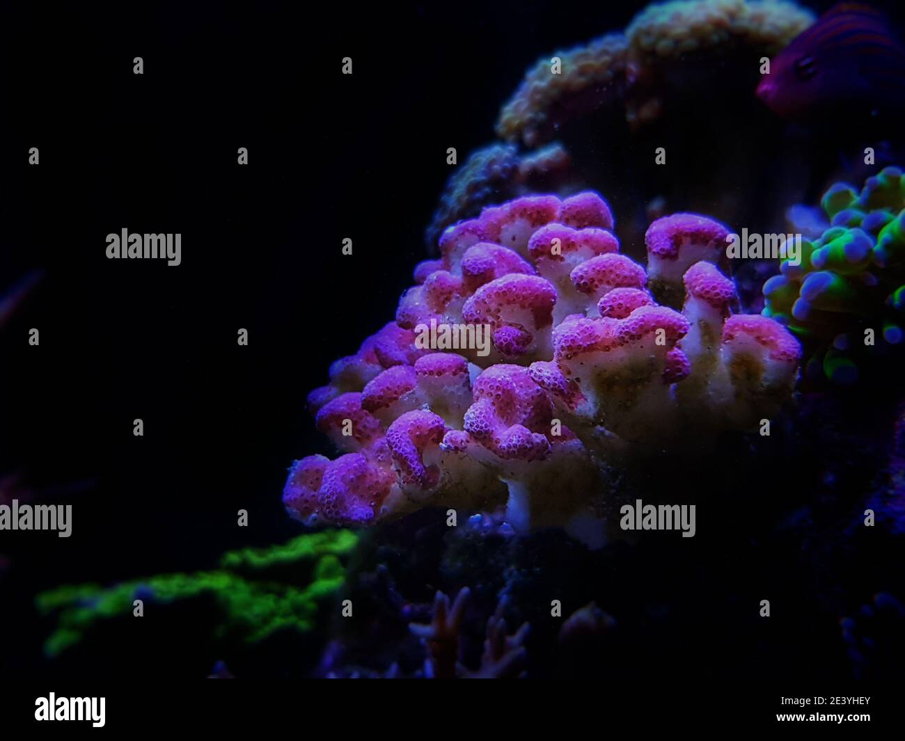 Stylophora SPS coral in reef aquarium tank - Pocilloporidae sp Stock Photo - Alamy