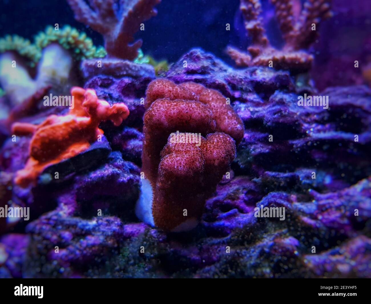 Stylophora SPS coral in reef aquarium tank - Pocilloporidae sp Stock Photo - Alamy