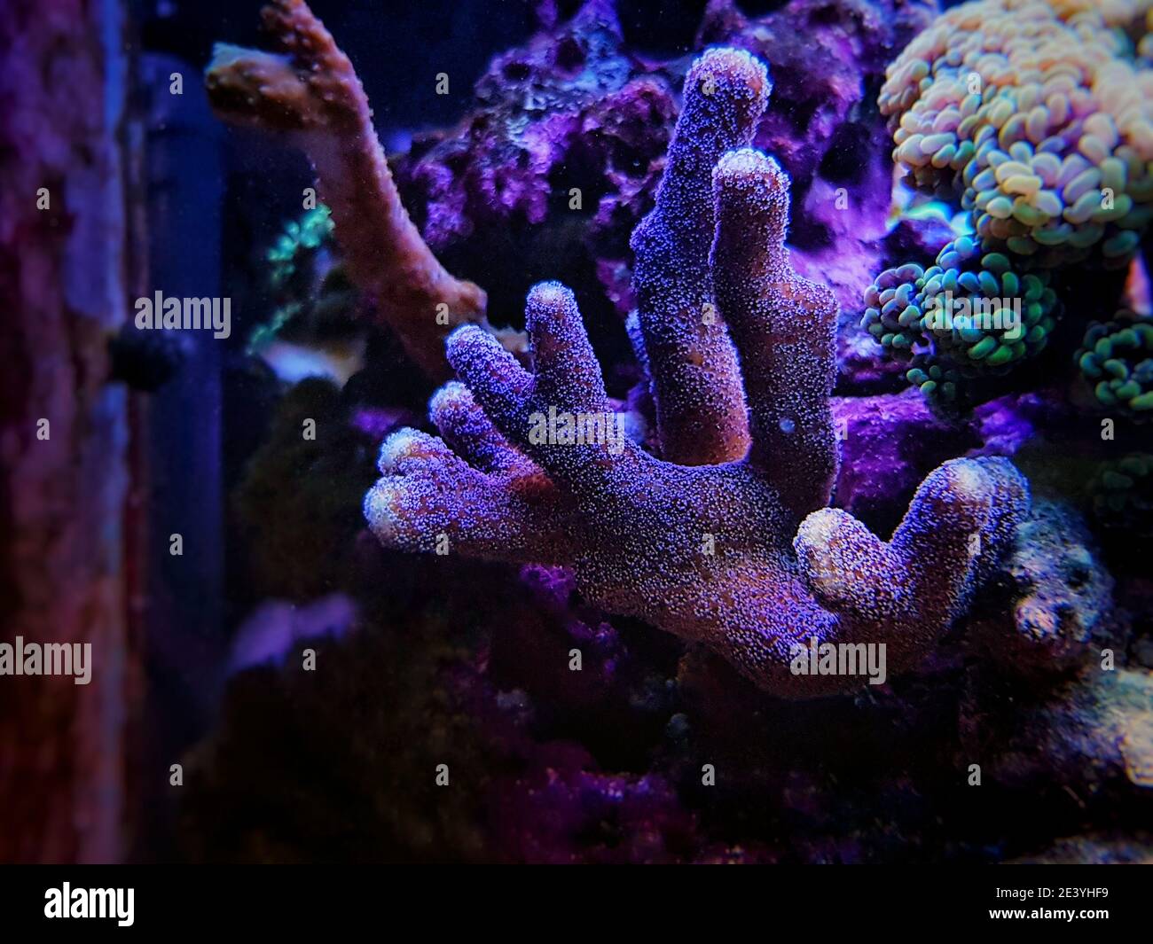 Stylophora SPS coral in reef aquarium tank - Pocilloporidae sp Stock Photo - Alamy