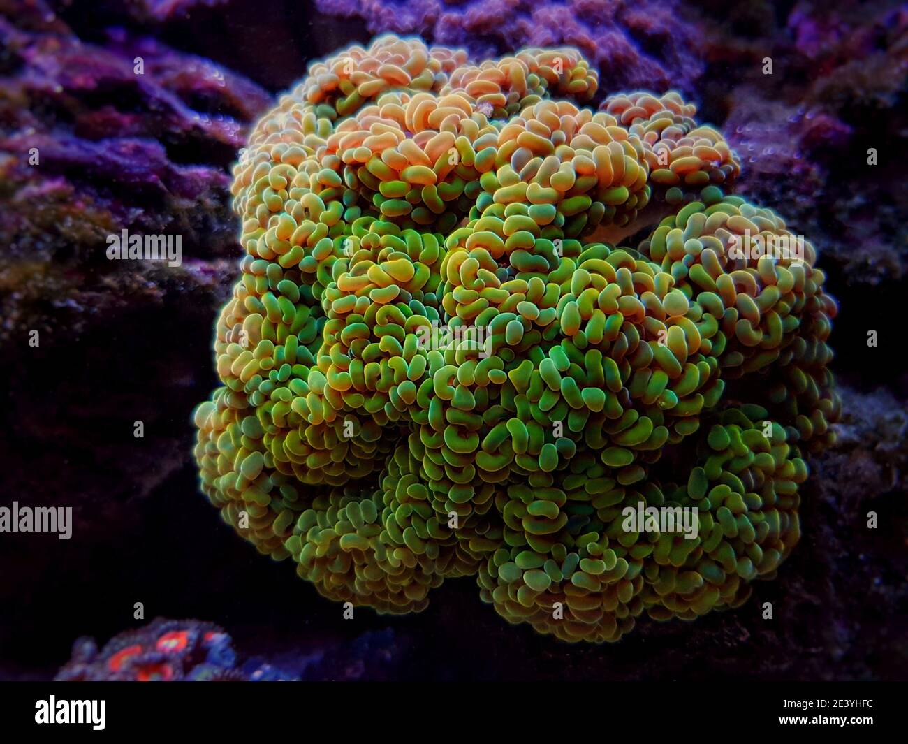 Euphyllia cristata - Branched grape LPS coral Stock Photo - Alamy