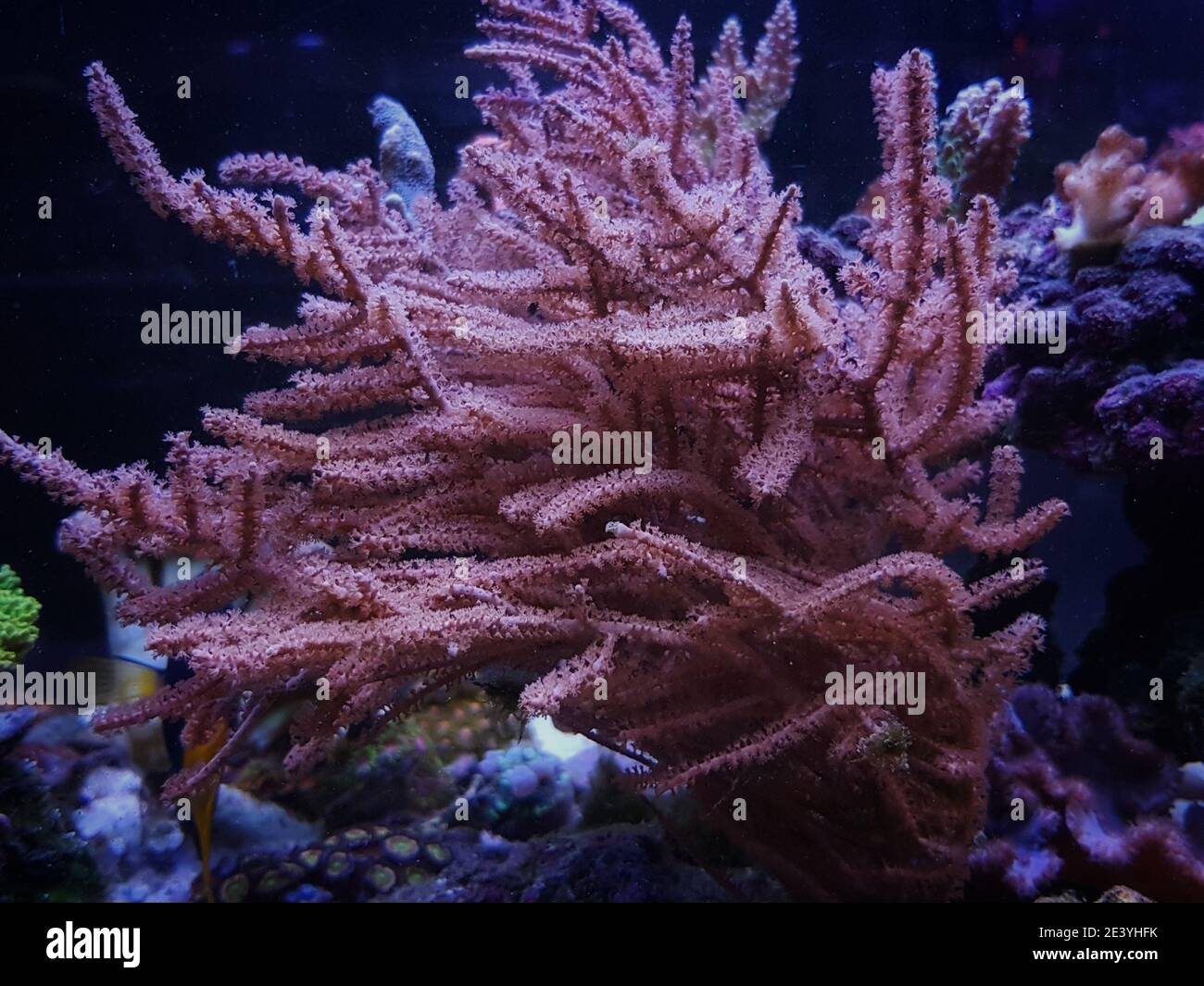 Grube's Photosynthetic Pink Gorgonian coral - Pinnigorgia flava Stock ...
