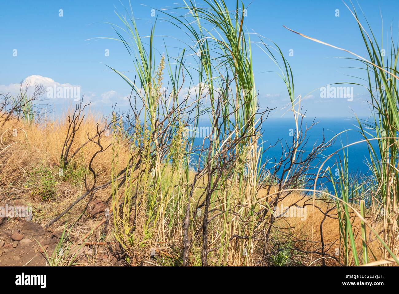Typical vegetation on Stromboli island Stock Photo - Alamy