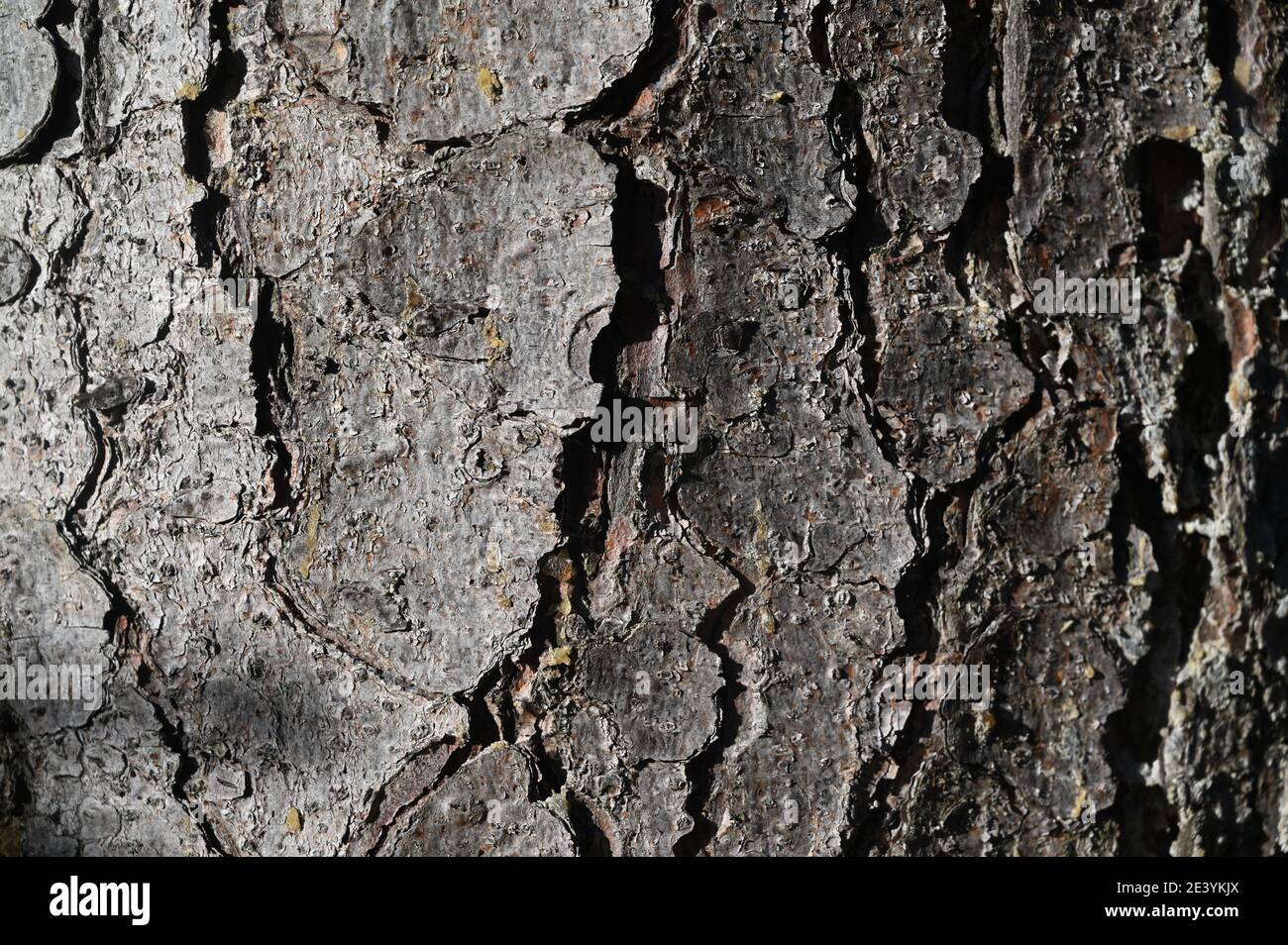Bark of a big tree in the forest. Background Stock Photo - Alamy