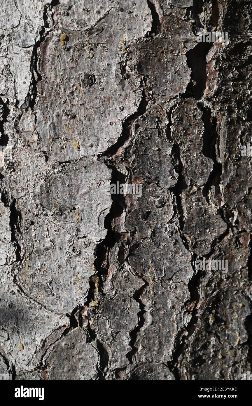 Bark of a big tree in the forest. Background Stock Photo - Alamy