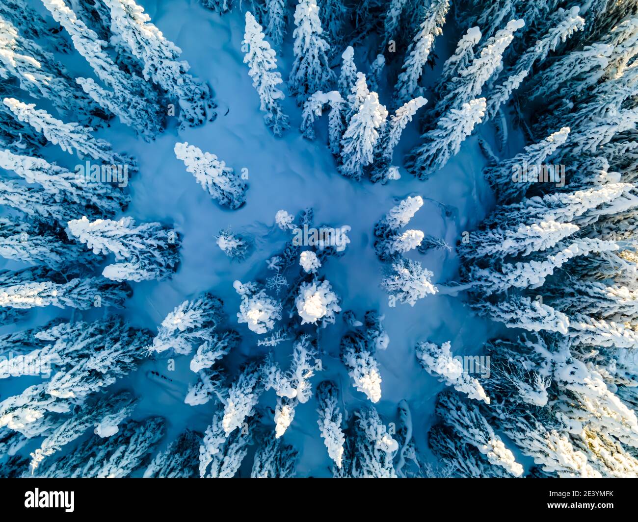 Snow covered pine tress on a cold winters day seen from above Stock ...