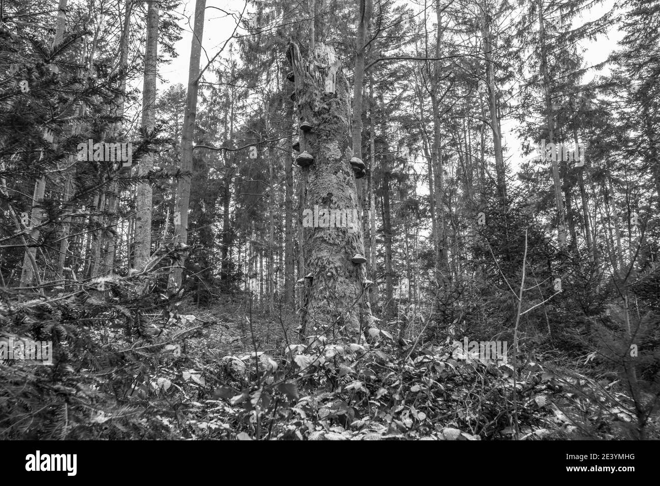 Black and White image Old weathered dead and bent tree trunk overgrown ...