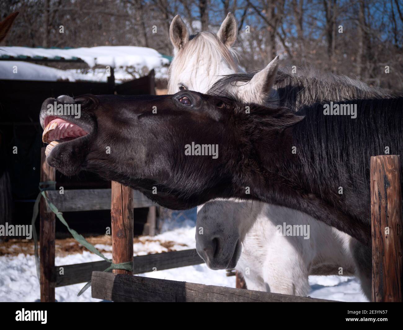 Angry horse hi-res stock photography and images - Alamy