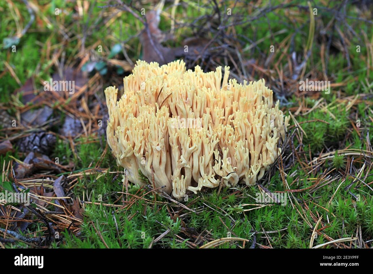 Golden clavaria hi-res stock photography and images - Alamy