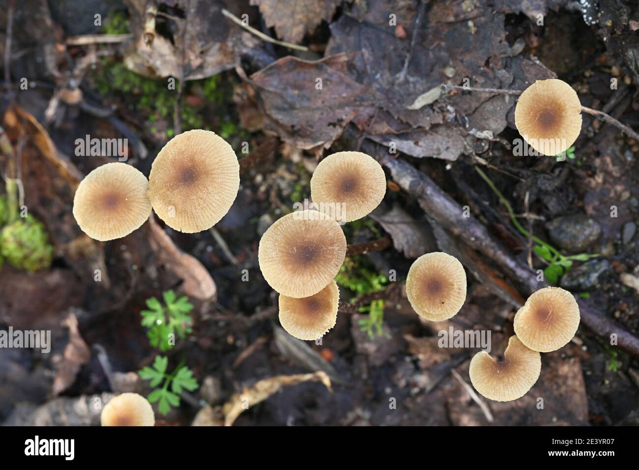 Naucoria escharioides, also called Alnicola escharioides, commonly ...