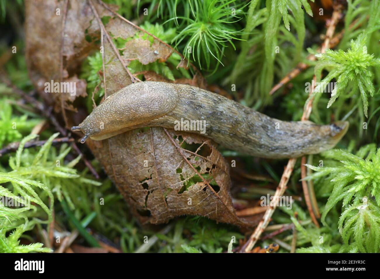 Arion fuscus, known as the Dusky Arion, is a species of small air ...