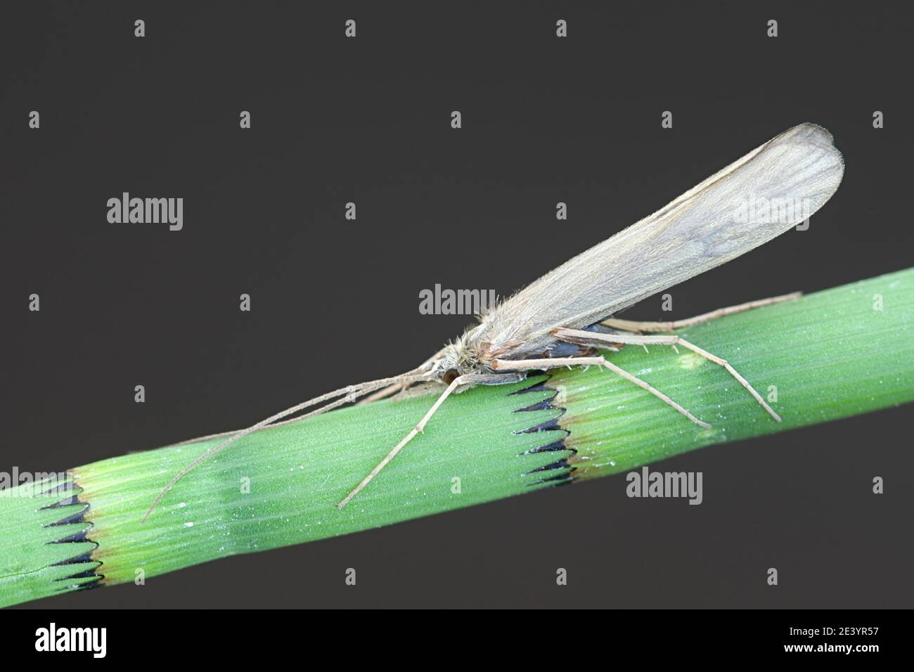 Molanna angustata hi-res stock photography and images - Alamy