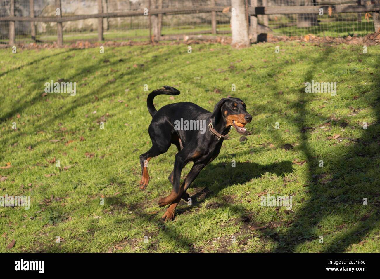 Young Dobermann pincher Stock Photo - Alamy