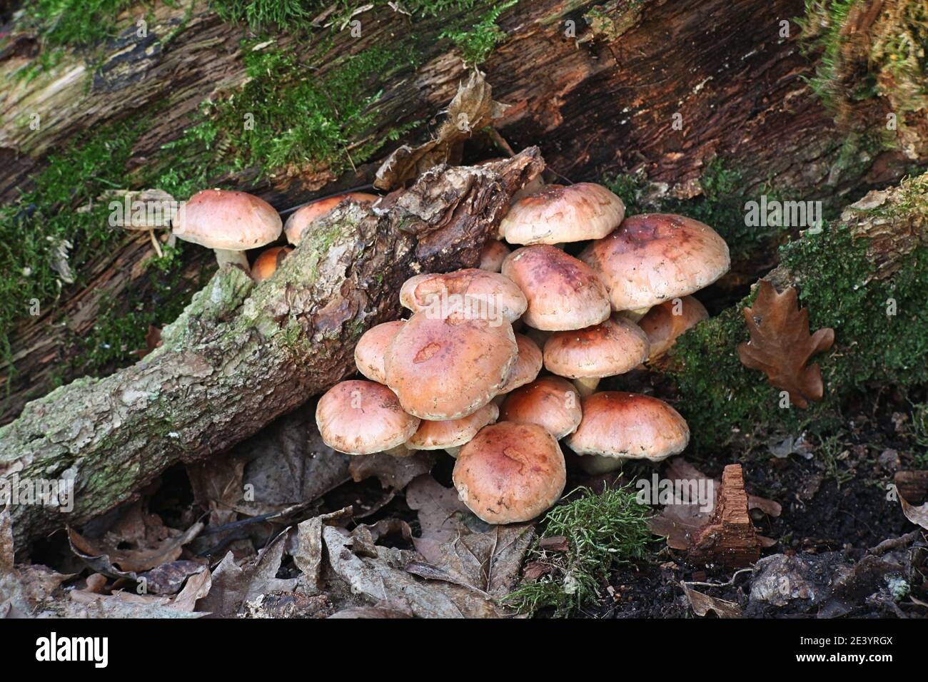 Hypholoma lateritium, commonly known as brick tuft or brick cap, wild ...