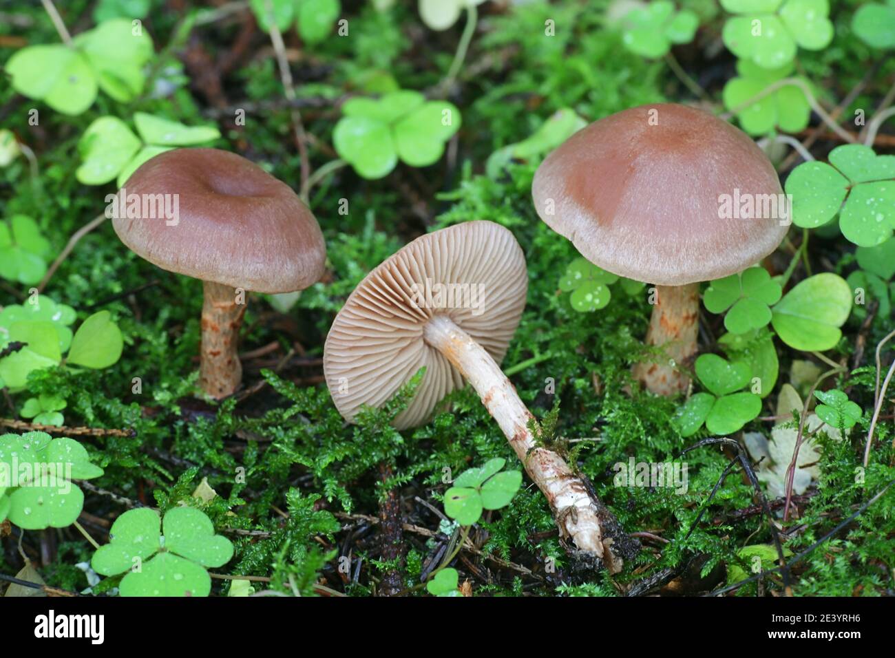 Cortinarius armillatus, known as the red-banded cortinarius, wild ...