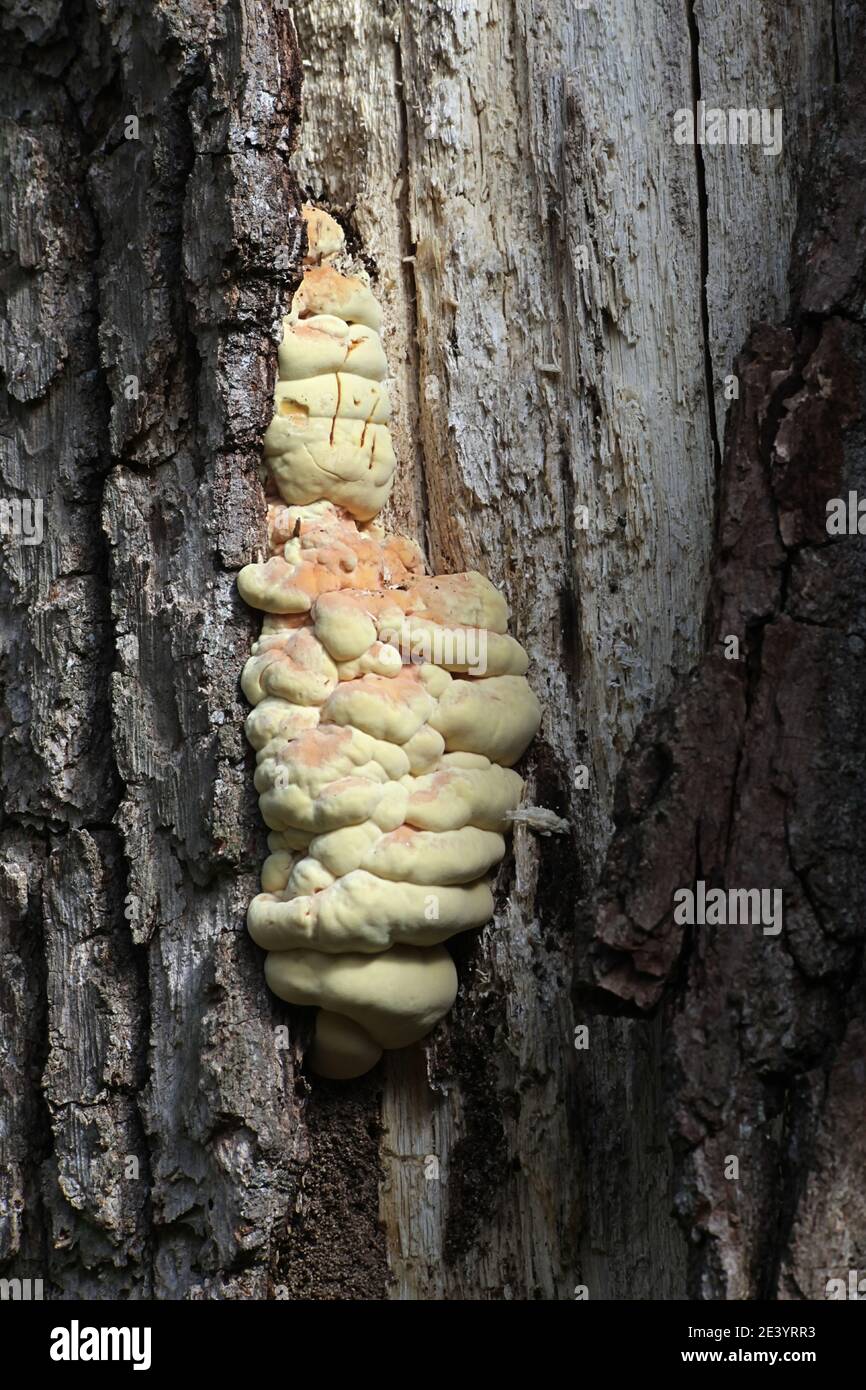 Laetiporus sulphureus, known as chicken-of-the-woods, wild polypore ...