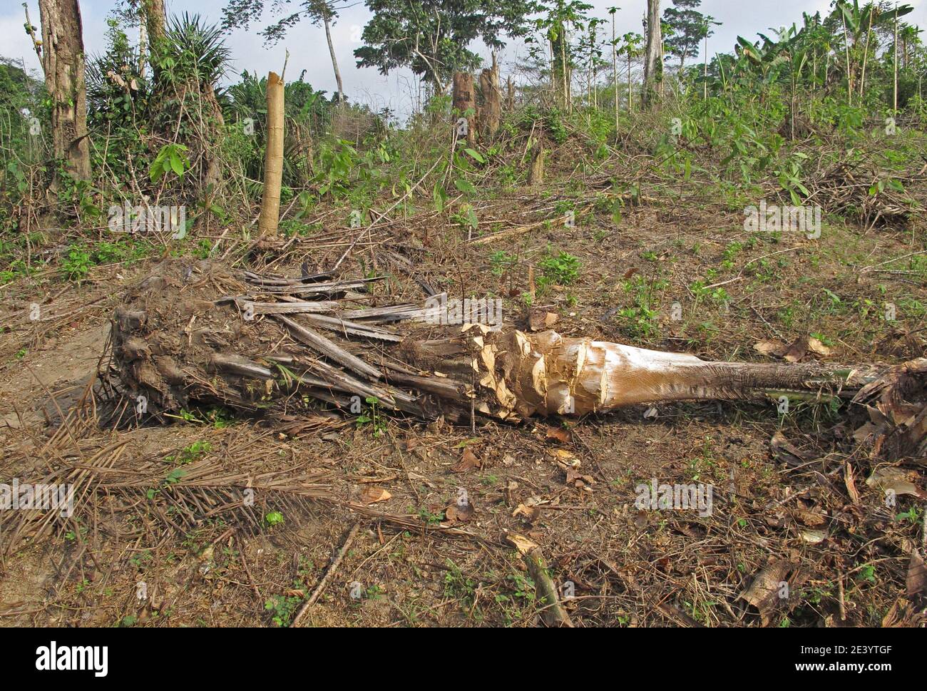 palm tree cut down for the production of alcohol from sap Abrafo forest ...