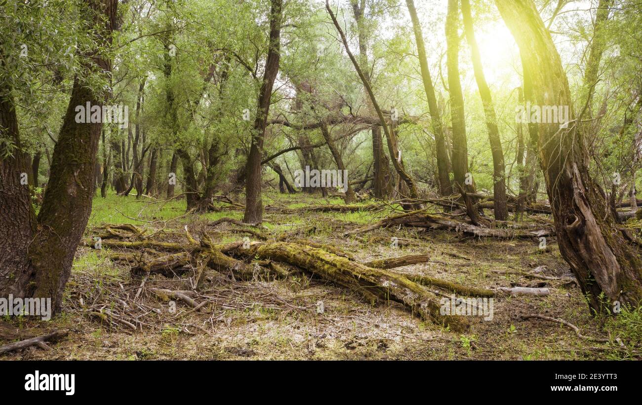 Unspoiled riparian environment hi-res stock photography and images - Alamy