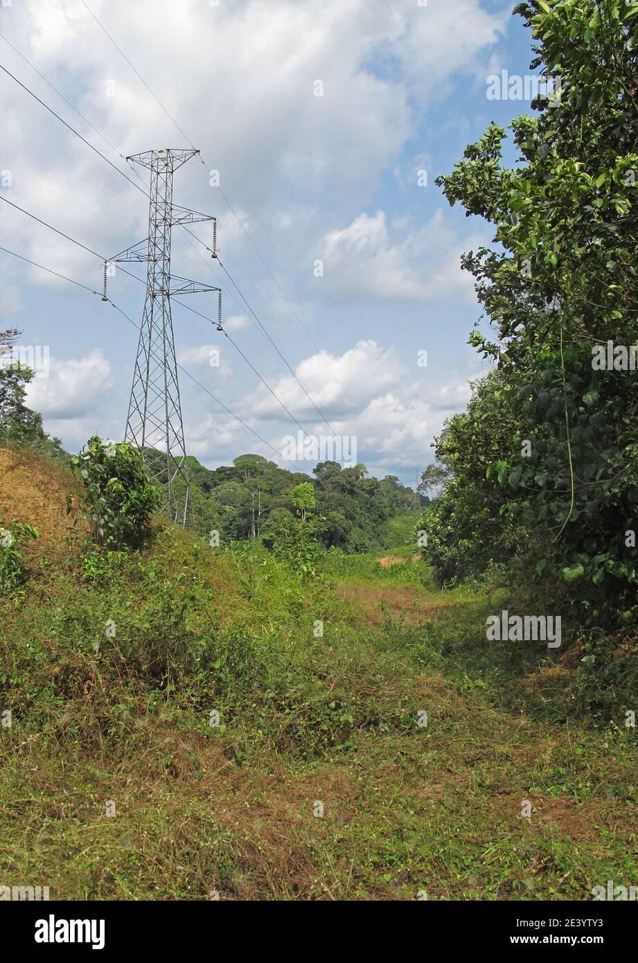 power-lines running through jungle Ankasa Reserve, Ghana February Stock ...