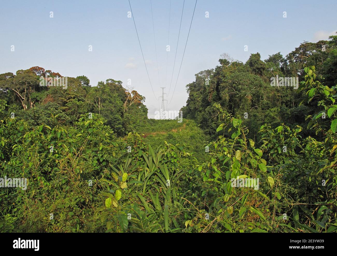Power line through forest landscape hi-res stock photography and images ...
