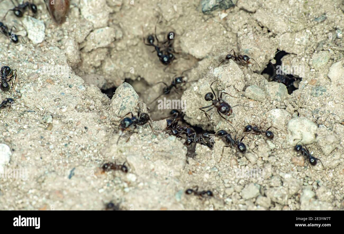 Group of ants on the ground close up Stock Photo - Alamy