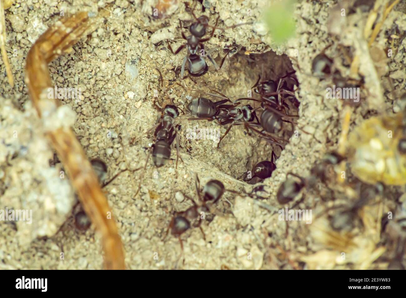 Group of ants on the ground close up Stock Photo - Alamy