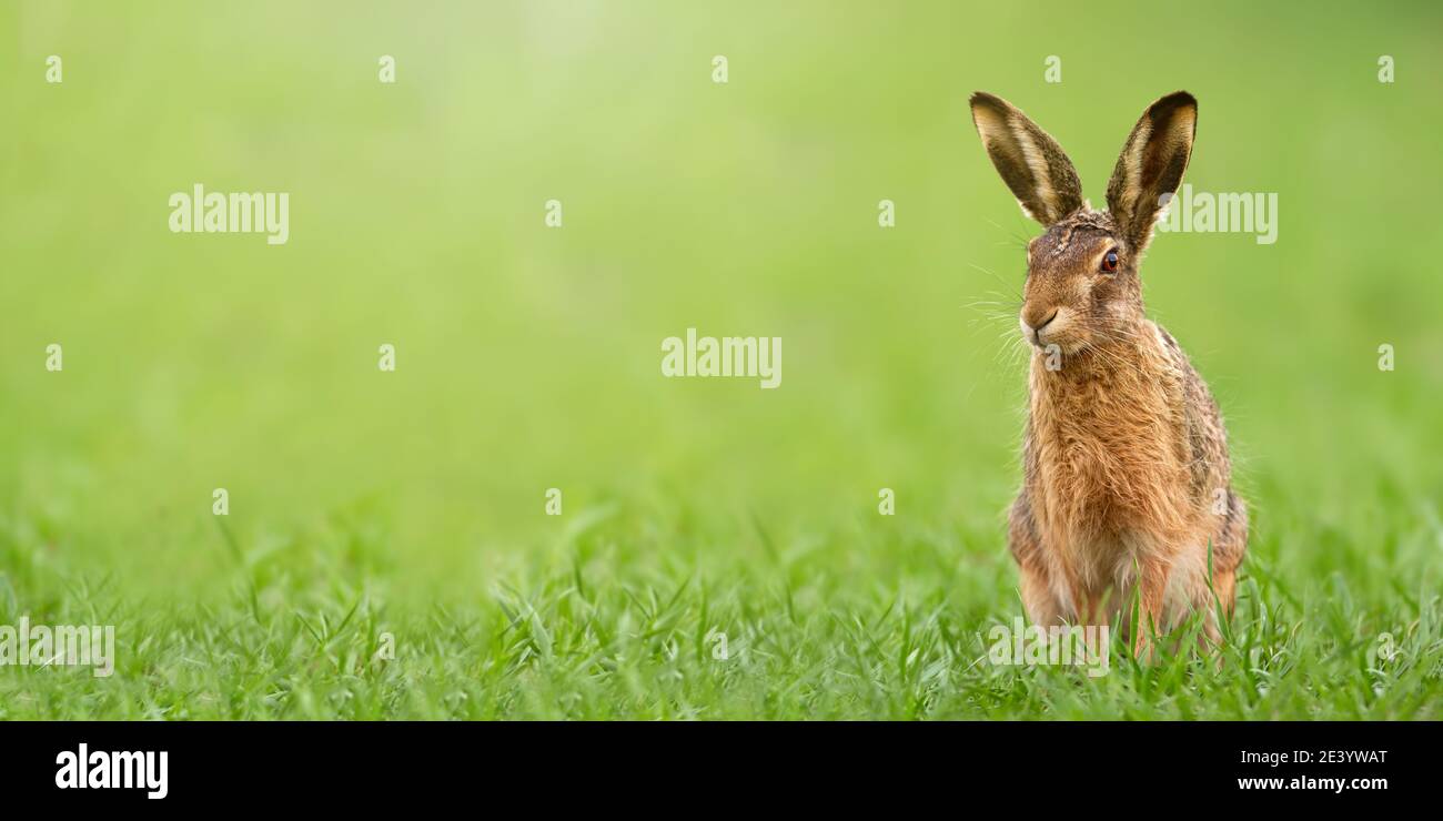 Brown hare sitting on a meadow with green grass in spring with copy ...