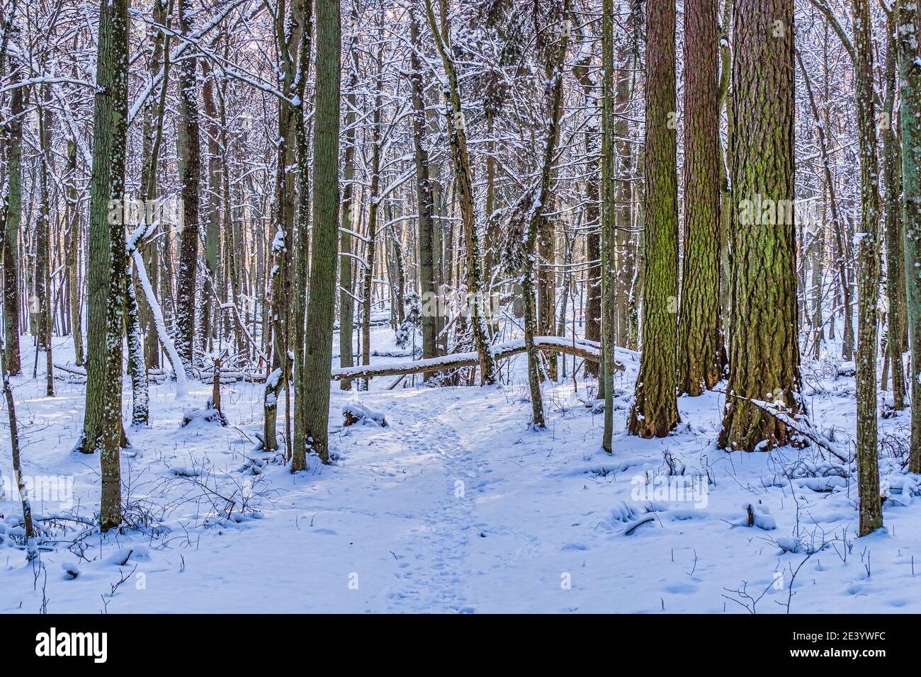 Winter Snow Forest Path Scene Stock Photo - Alamy