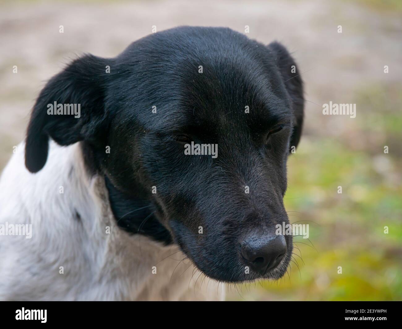 White street dog hi-res stock photography and images - Alamy