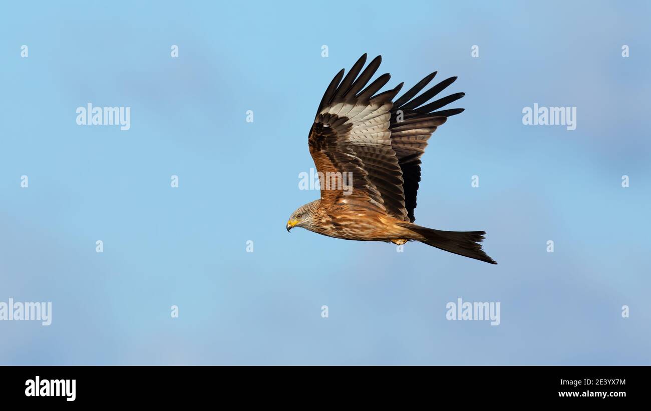 Majestic red kite flying in the clear sky from side Stock Photo - Alamy