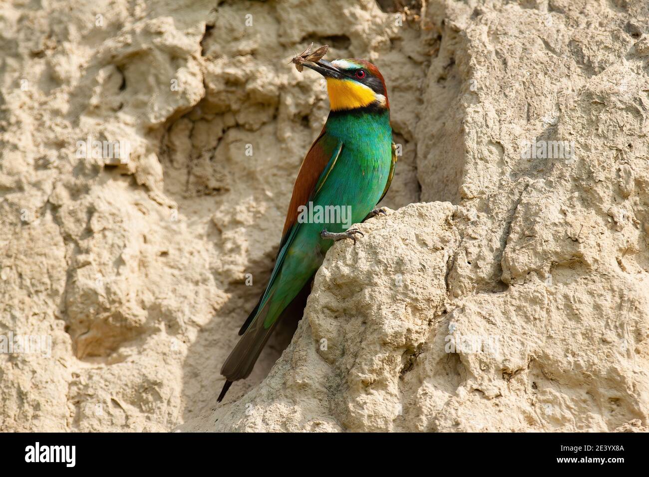 Adult european bee-eater sitting on a sandy ground in nesting colony ...