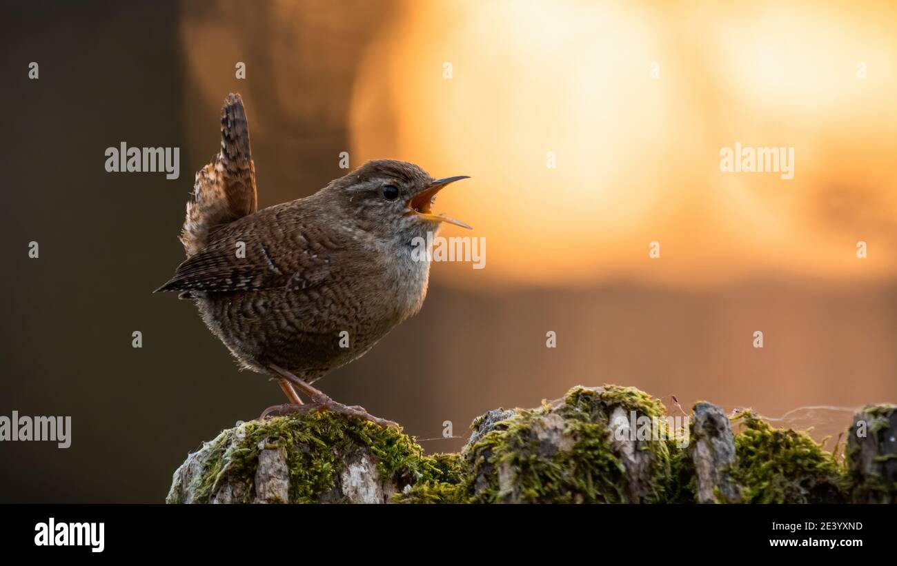 Eurasian wren with open beak on a mossy tree with orange sun in ...