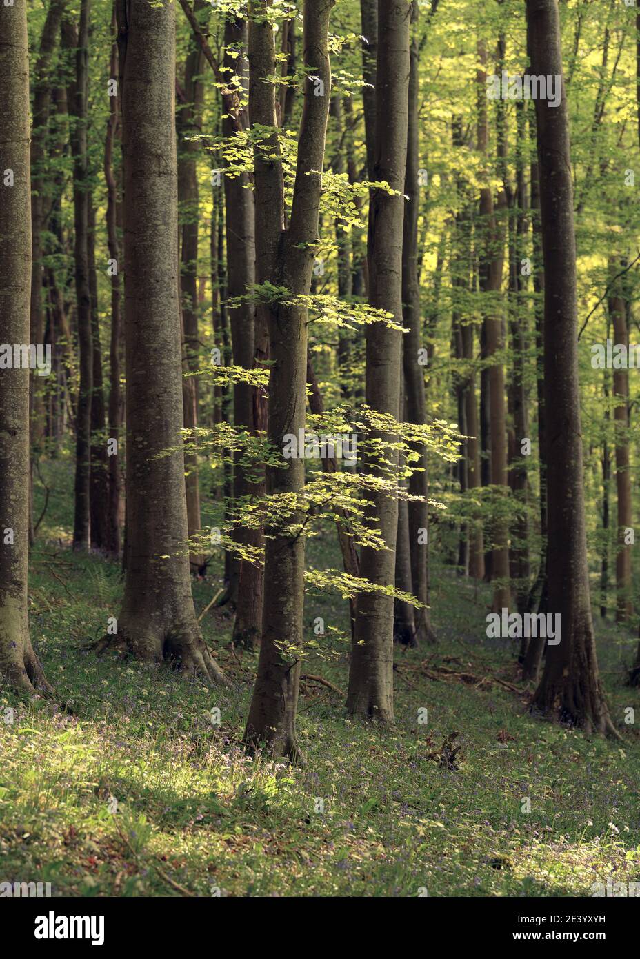 Beautiful Summer sunlight in vibrant green deciduous forest. England ...