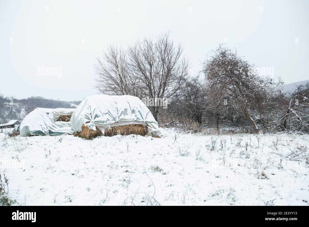 Bales of hay at the rural agricultural farm, stacked. Farming scene ...