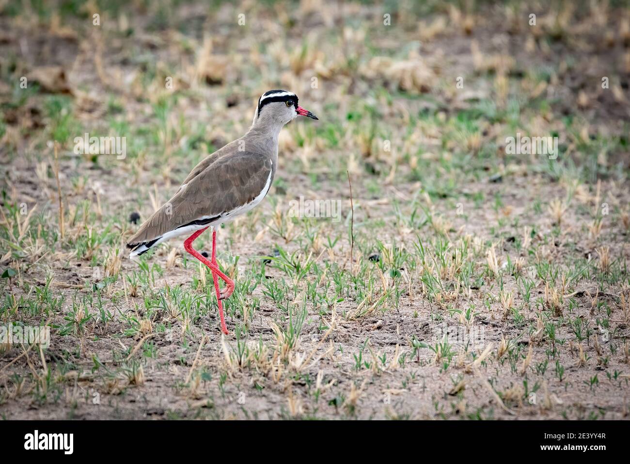 A white-crowned lapwing in Tanzania Stock Photo - Alamy